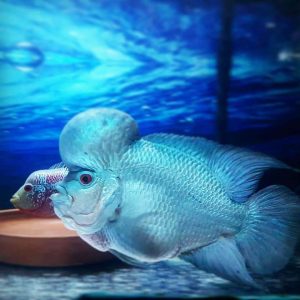 7 Jenis Ikan Louhan Paling Populer dan Cara Merawatnya – Webster Data