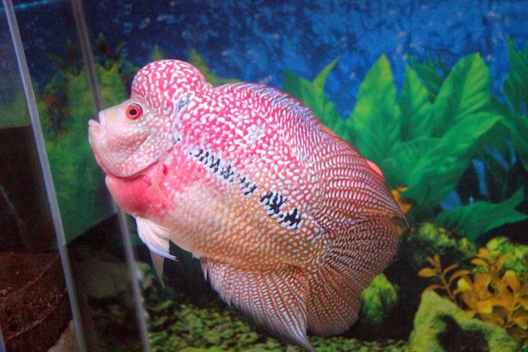 7 Jenis Ikan Louhan Paling Populer dan Cara Merawatnya – Webster Data