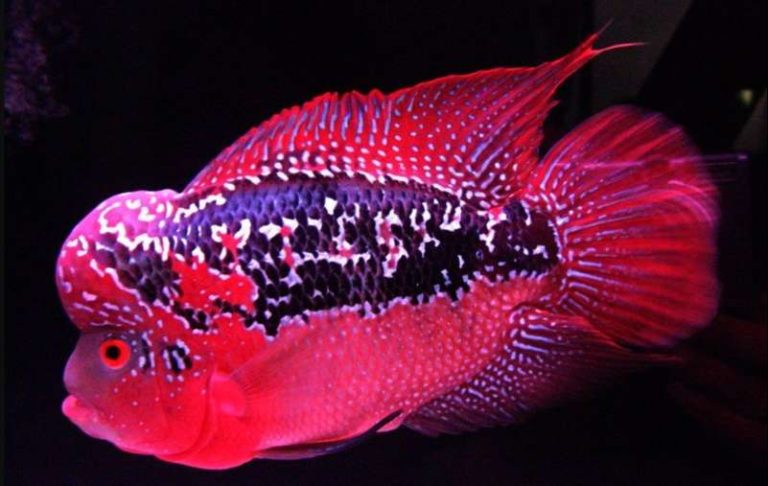 7 Jenis Ikan Louhan Paling Populer dan Cara Merawatnya – Webster Data