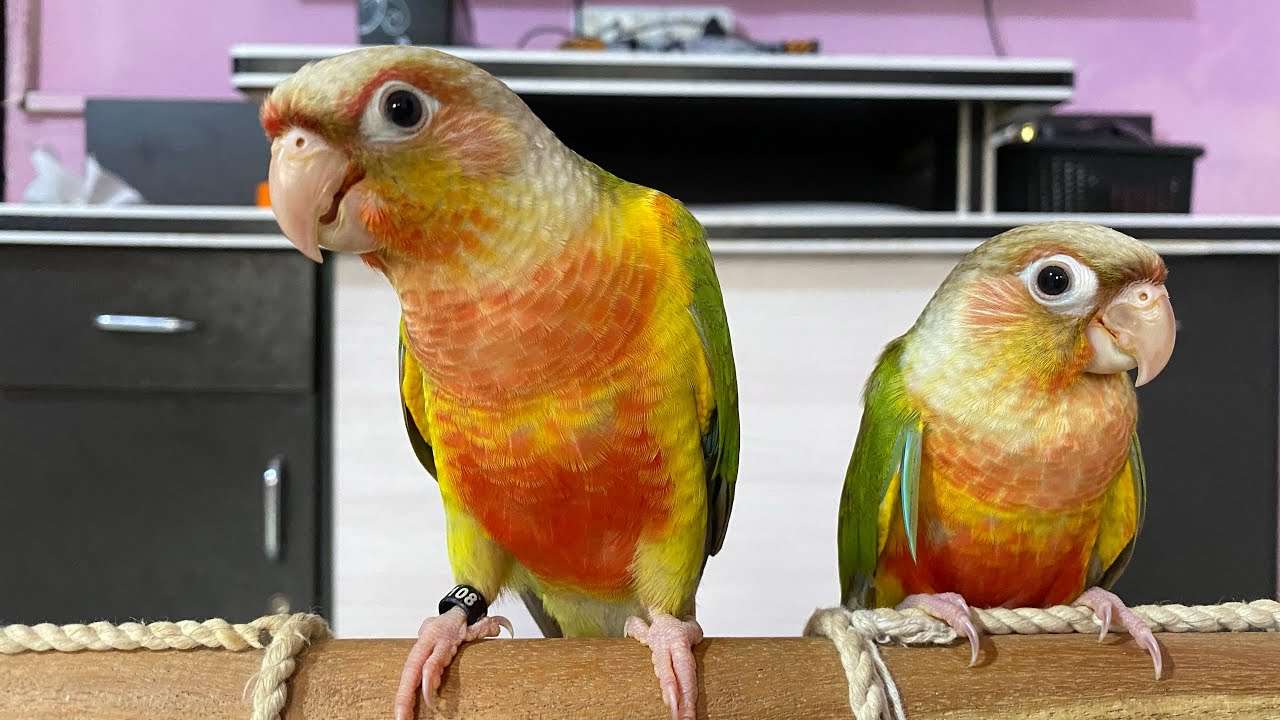 20 Jenis Burung Lovebird Paling Populer dan Cara Memeliharanya