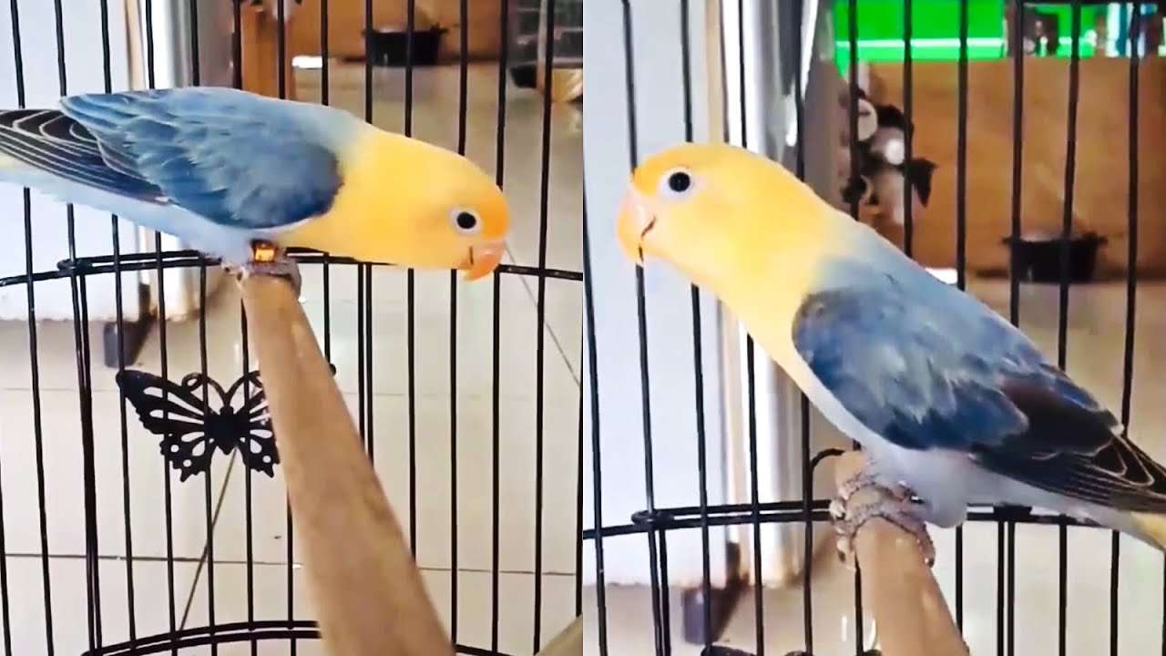20 Jenis Burung Lovebird Paling Populer dan Cara Memeliharanya