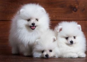 Anjing Mini Pom: Karakter dan Cara Merawatnya, Pets Lovers Harus Tahu ...