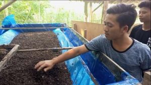 Cara Budidaya Maggot BSF dari Awal hingga Panen – Webster Data