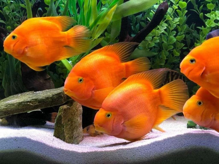 10 Jenis Ikan Parrot Paling Populer di Pelihara Pecinta Ikan