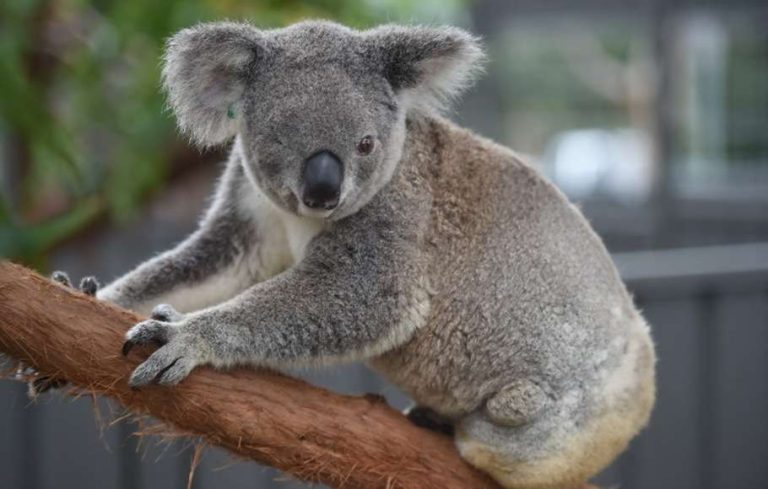 Mengenal Hewan Koala: Si Beruang Eukaliptus Menggemaskan